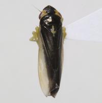 국립생물자원관 한반도의 생물다양성