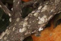 국립생물자원관 한반도의 생물다양성