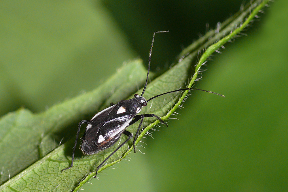 국립생물자원관 한반도의 생물다양성