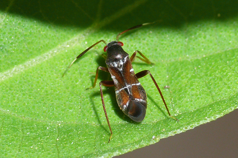 국립생물자원관 한반도의 생물다양성