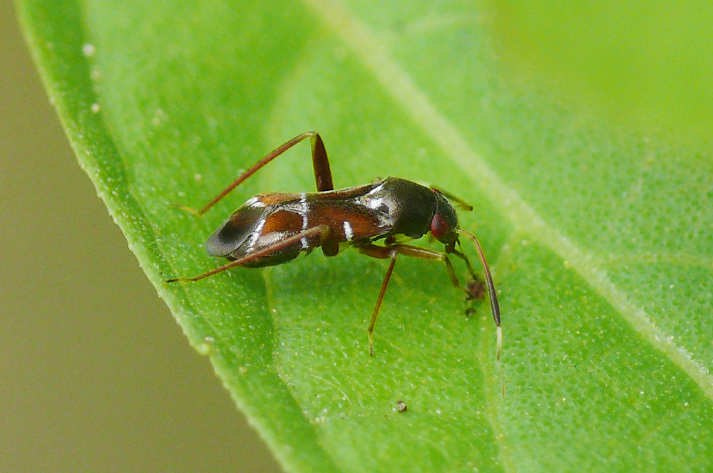 국립생물자원관 한반도의 생물다양성