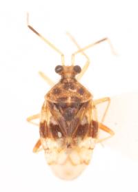 국립생물자원관 한반도의 생물다양성