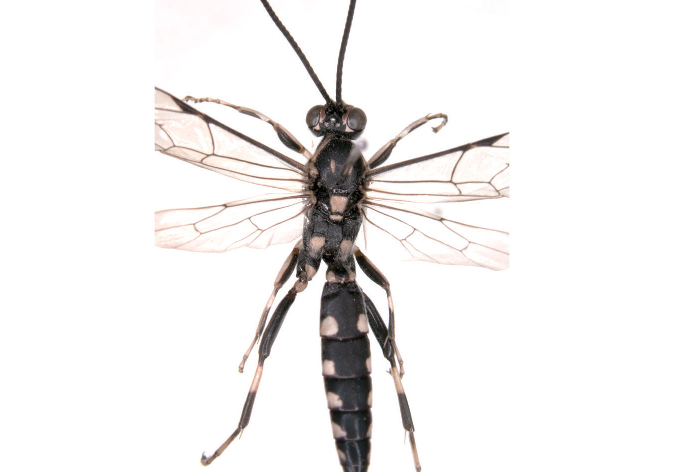 국립생물자원관 한반도의 생물다양성