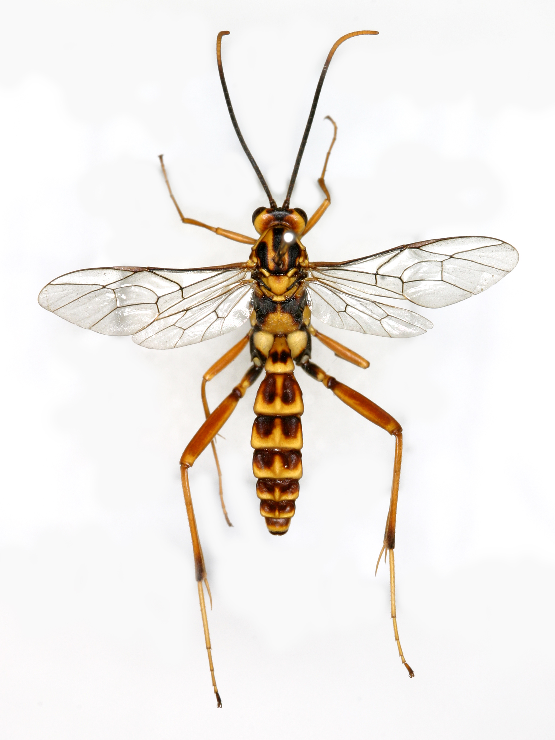 국립생물자원관 한반도의 생물다양성