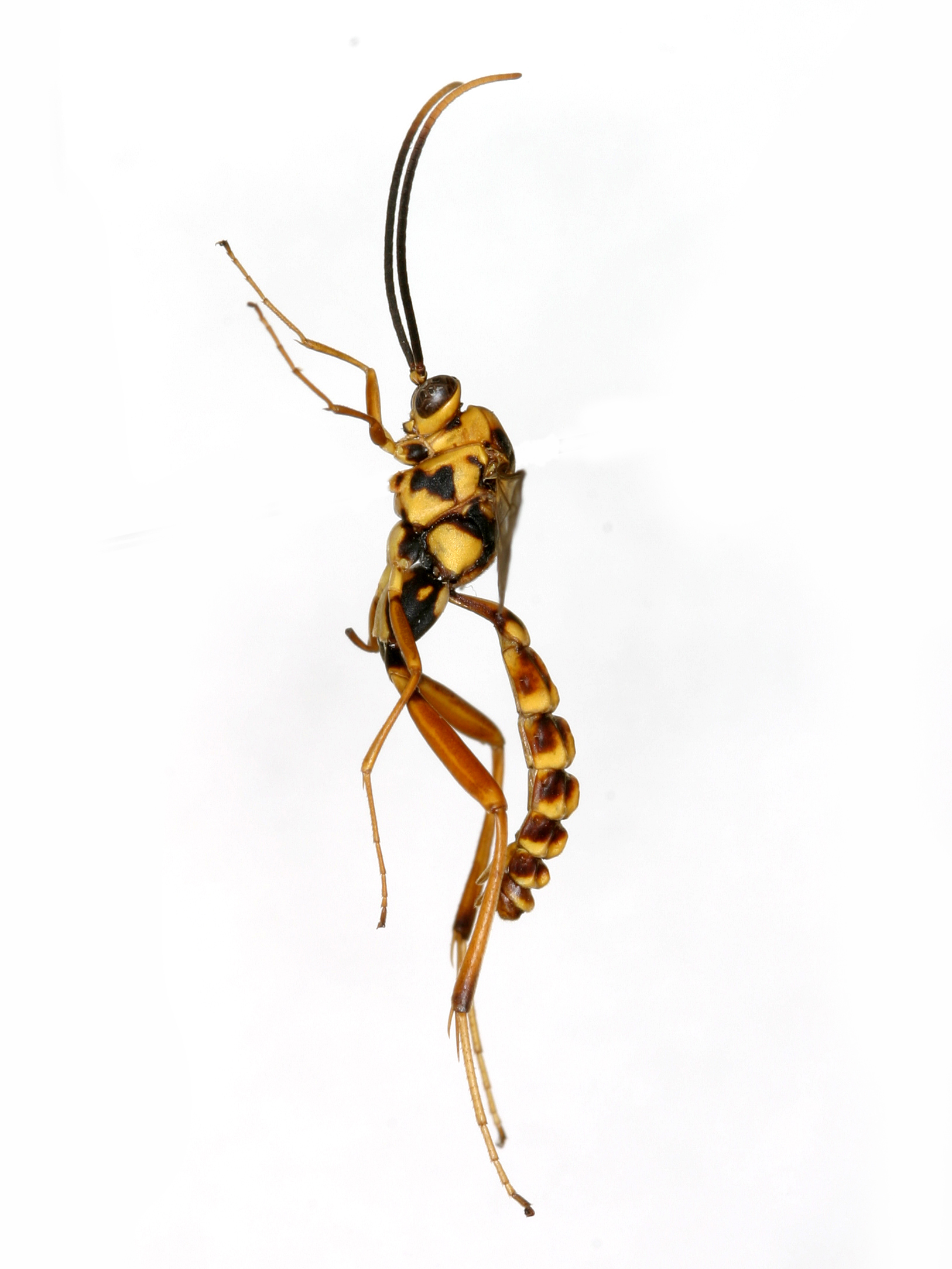 국립생물자원관 한반도의 생물다양성