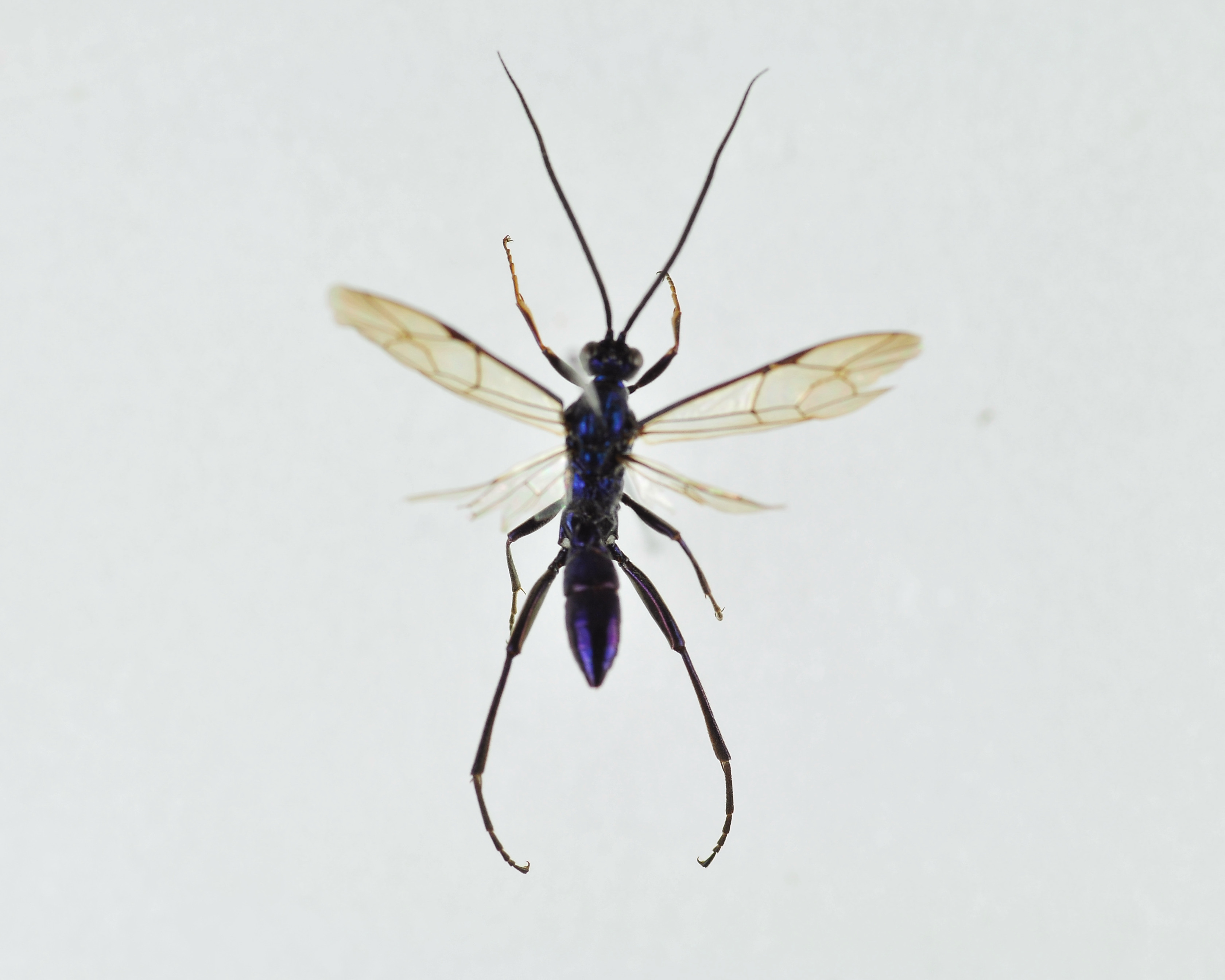 국립생물자원관 한반도의 생물다양성