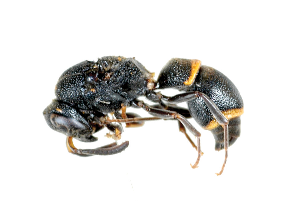 국립생물자원관 한반도의 생물다양성