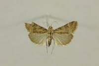 국립생물자원관 한반도의 생물다양성