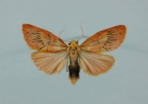 국립생물자원관 한반도의 생물다양성