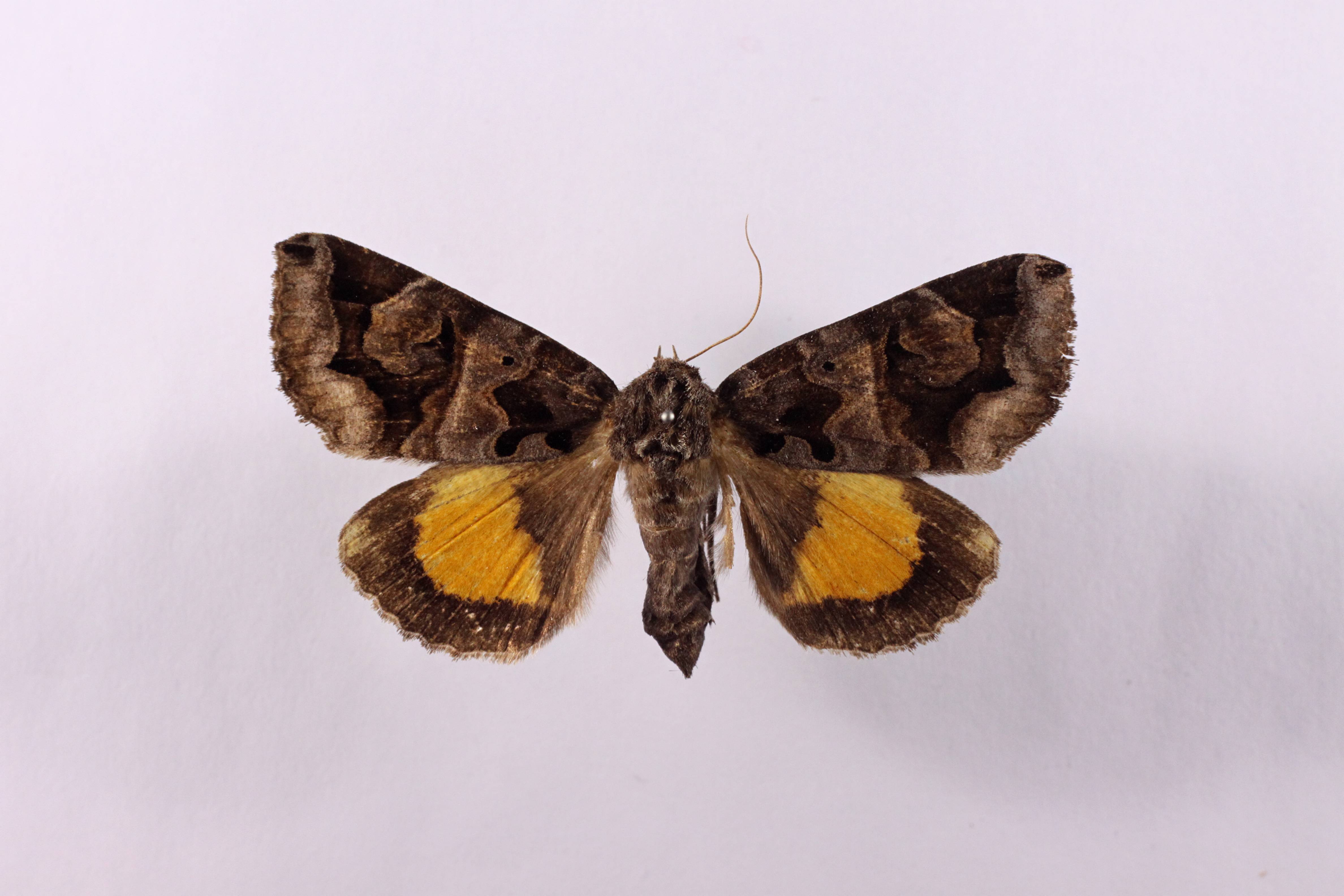 국립생물자원관 한반도의 생물다양성