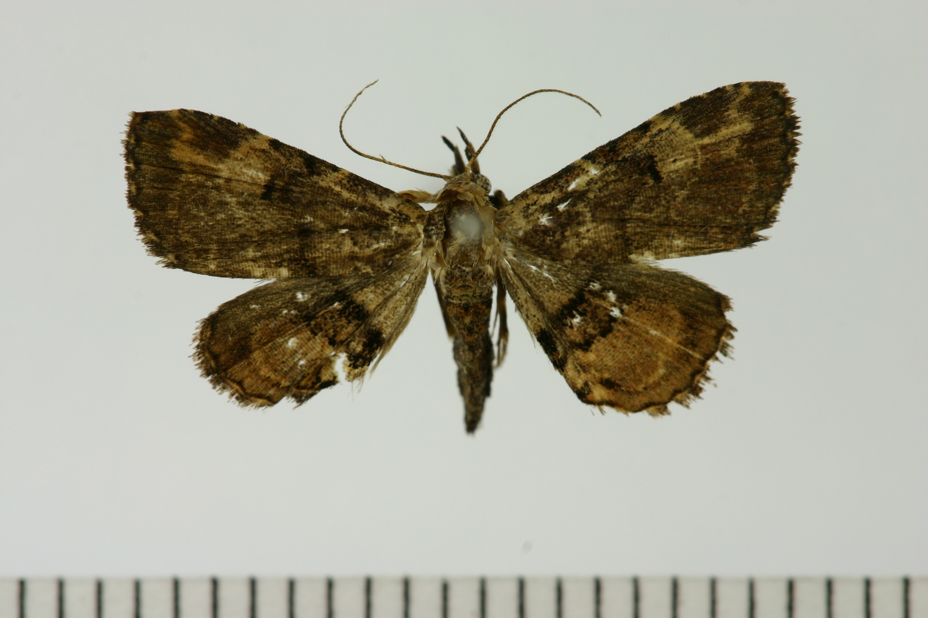 국립생물자원관 한반도의 생물다양성