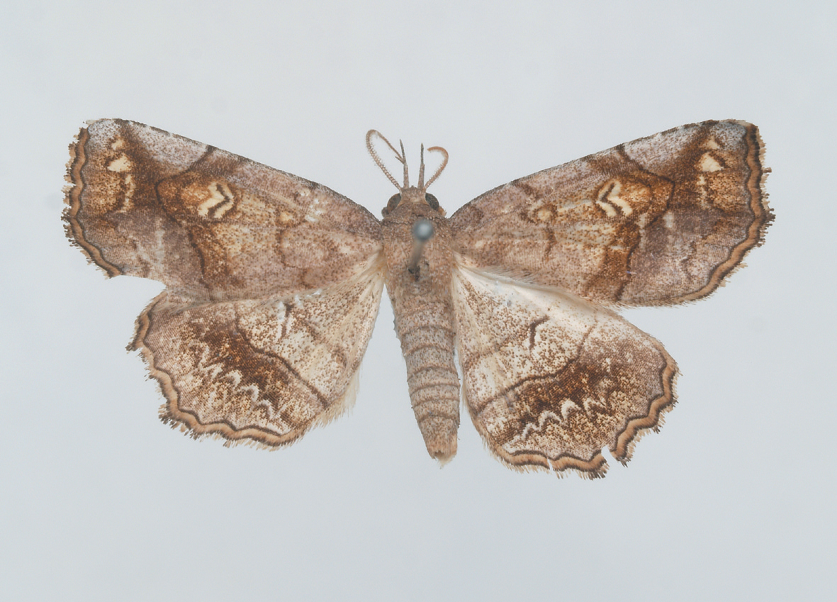 국립생물자원관 한반도의 생물다양성