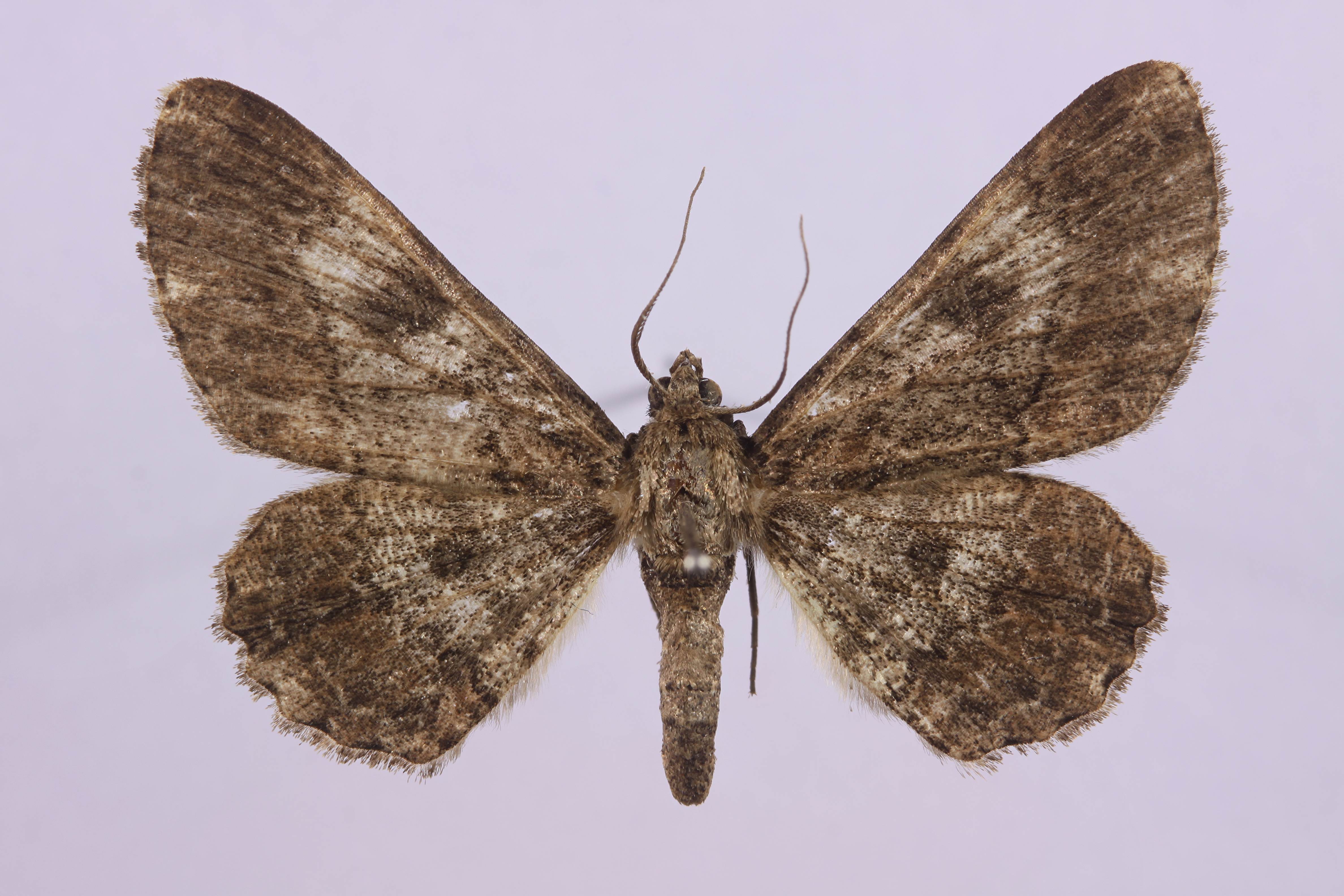 국립생물자원관 한반도의 생물다양성