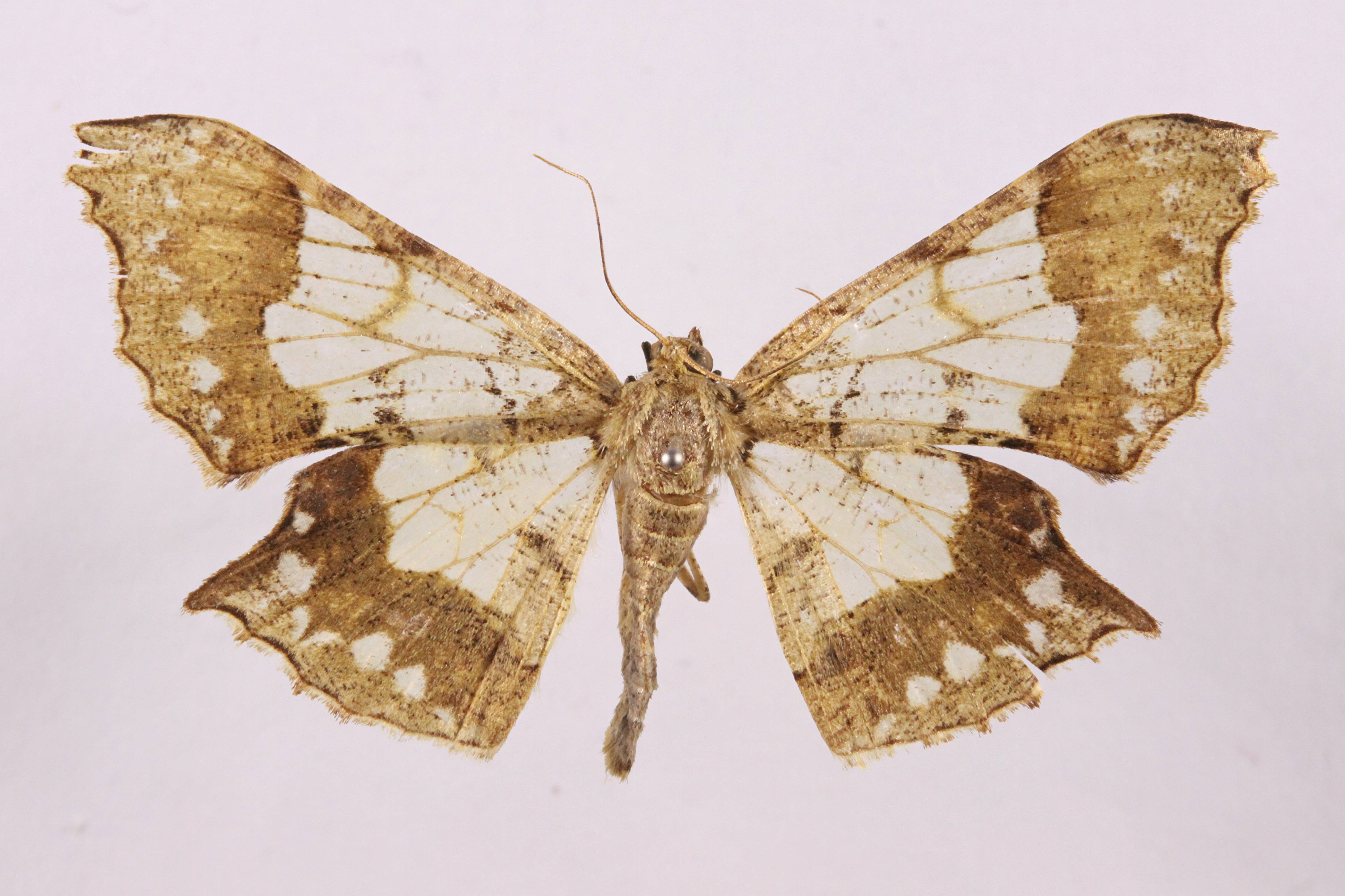 국립생물자원관 한반도의 생물다양성