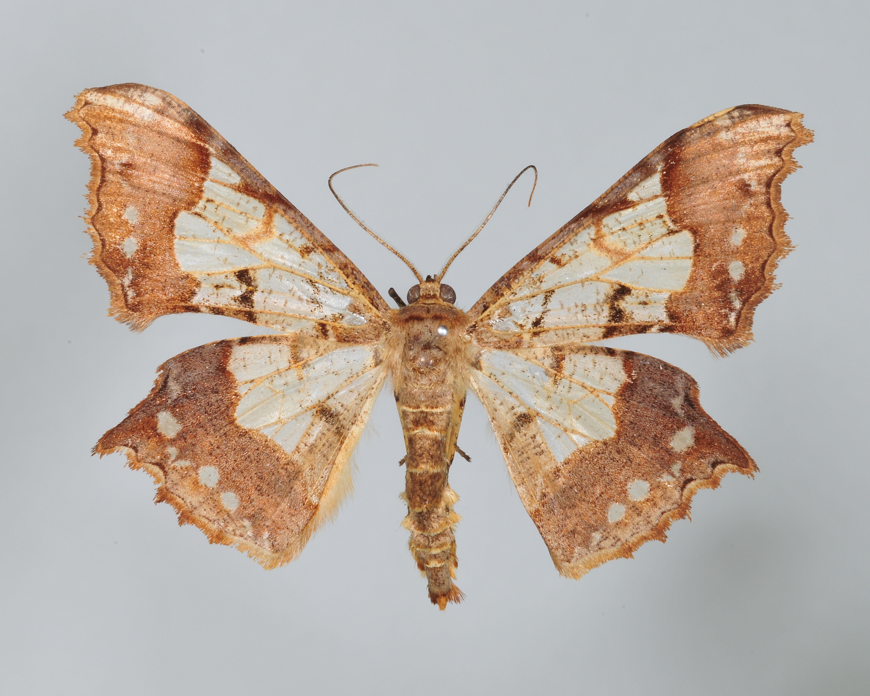 국립생물자원관 한반도의 생물다양성