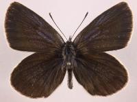 국립생물자원관 한반도의 생물다양성