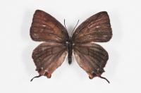 국립생물자원관 한반도의 생물다양성