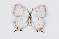 국립생물자원관 한반도의 생물다양성