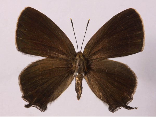 국립생물자원관 한반도의 생물다양성