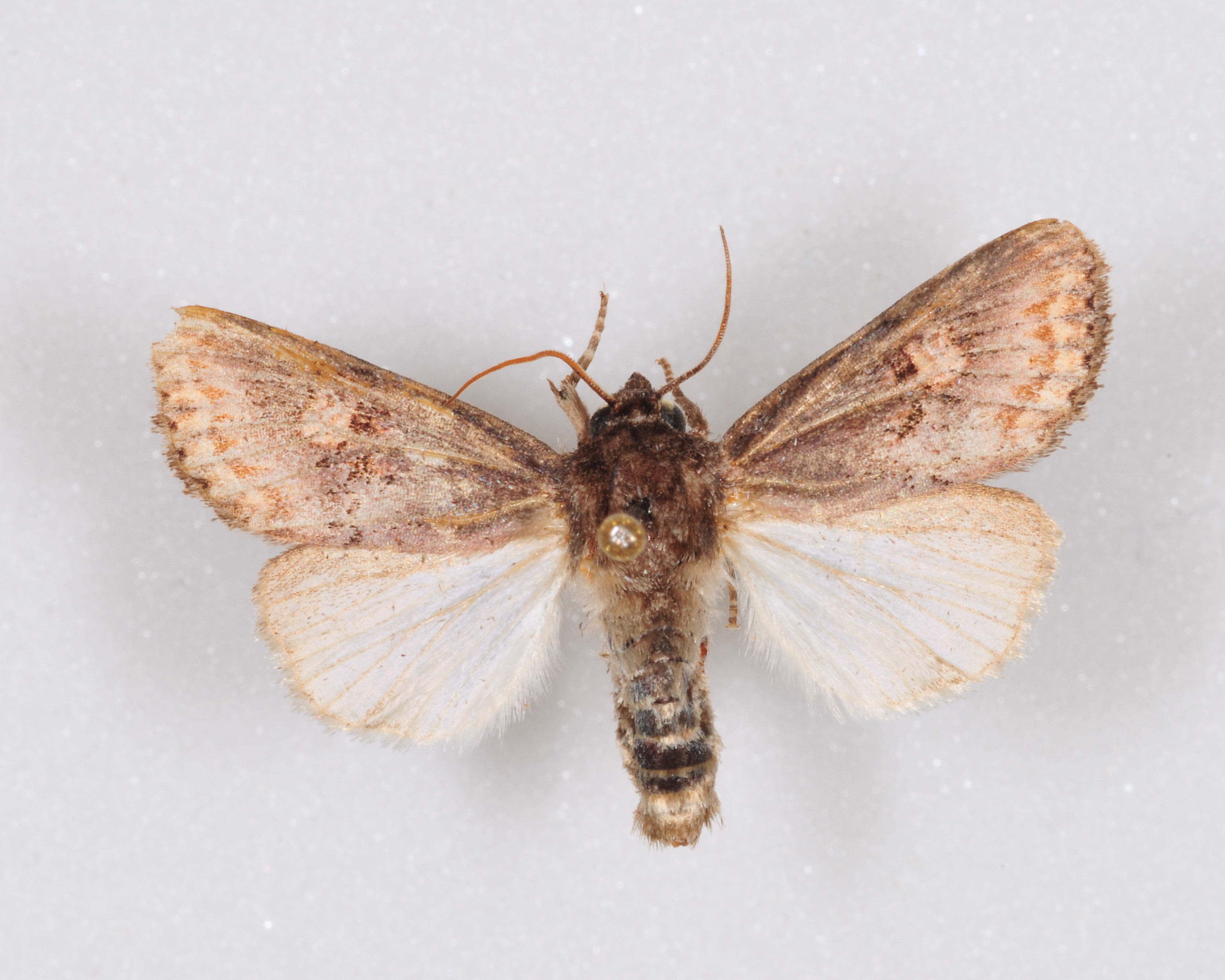 국립생물자원관 한반도의 생물다양성