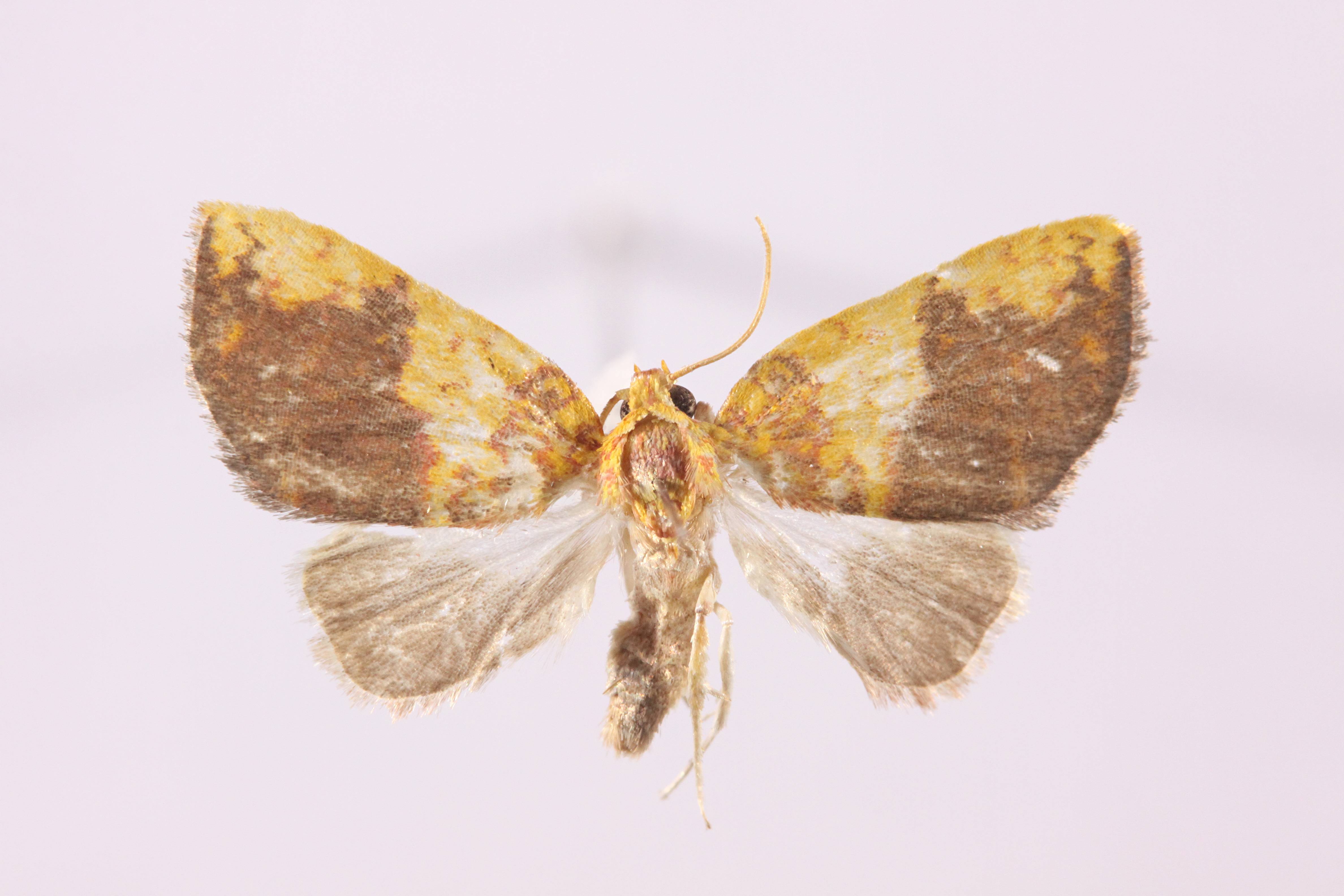 국립생물자원관 한반도의 생물다양성