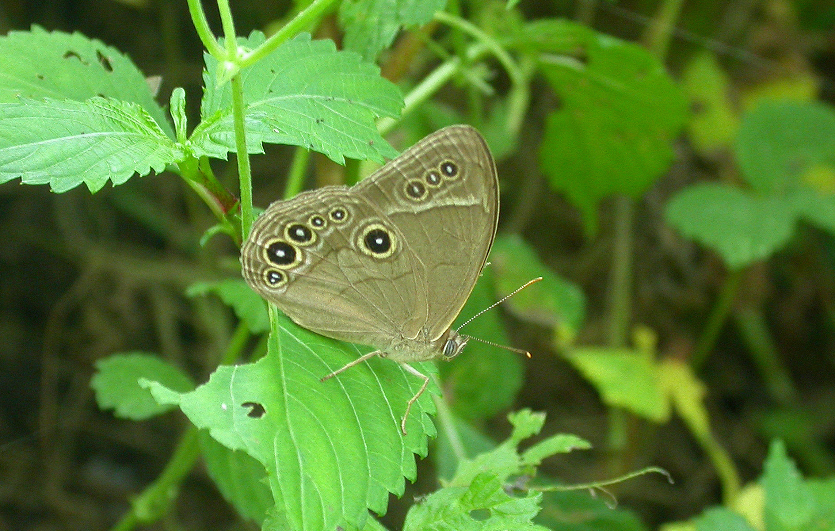 국립생물자원관 한반도의 생물다양성