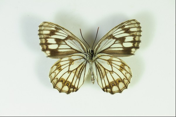 국립생물자원관 한반도의 생물다양성