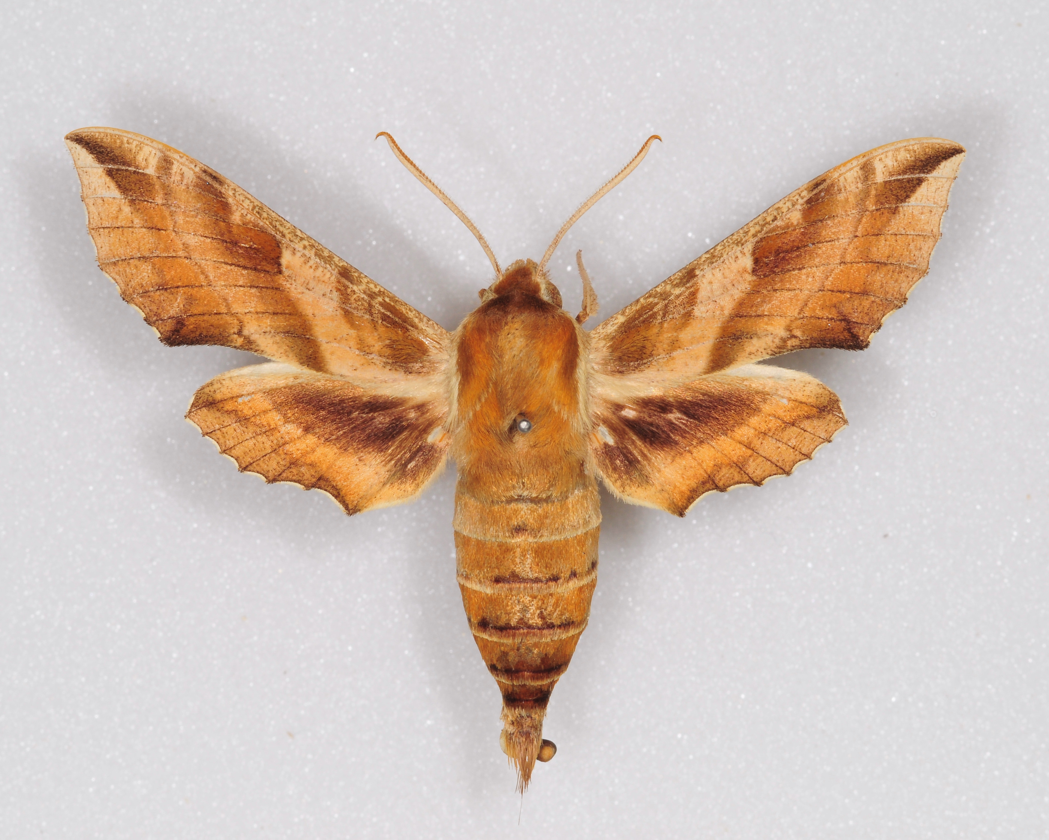 국립생물자원관 한반도의 생물다양성