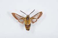 국립생물자원관 한반도의 생물다양성