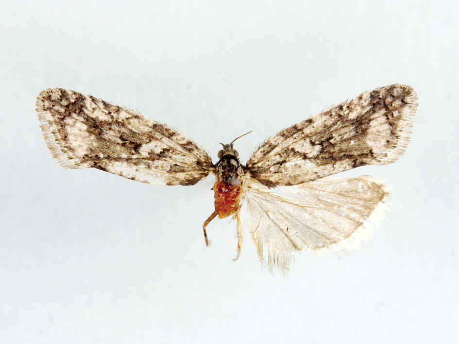 국립생물자원관 한반도의 생물다양성