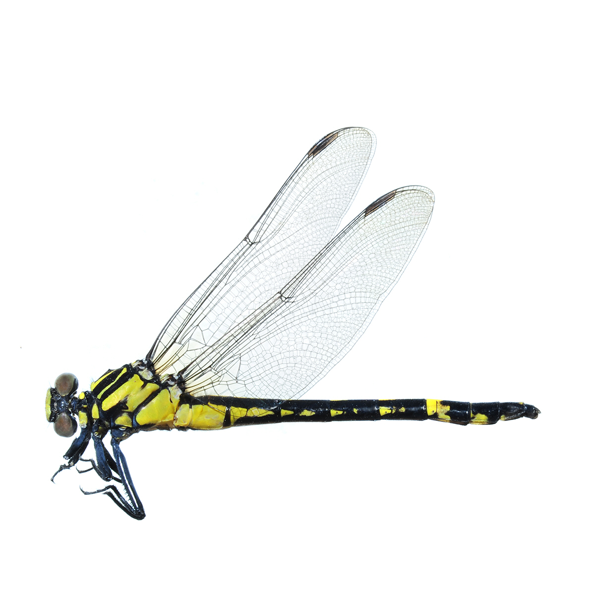 국립생물자원관 한반도의 생물다양성