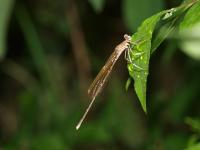 국립생물자원관 한반도의 생물다양성