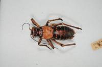 국립생물자원관 한반도의 생물다양성