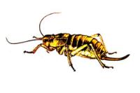 국립생물자원관 한반도의 생물다양성