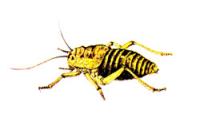 국립생물자원관 한반도의 생물다양성