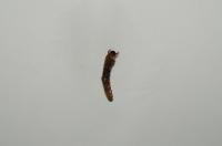 국립생물자원관 한반도의 생물다양성