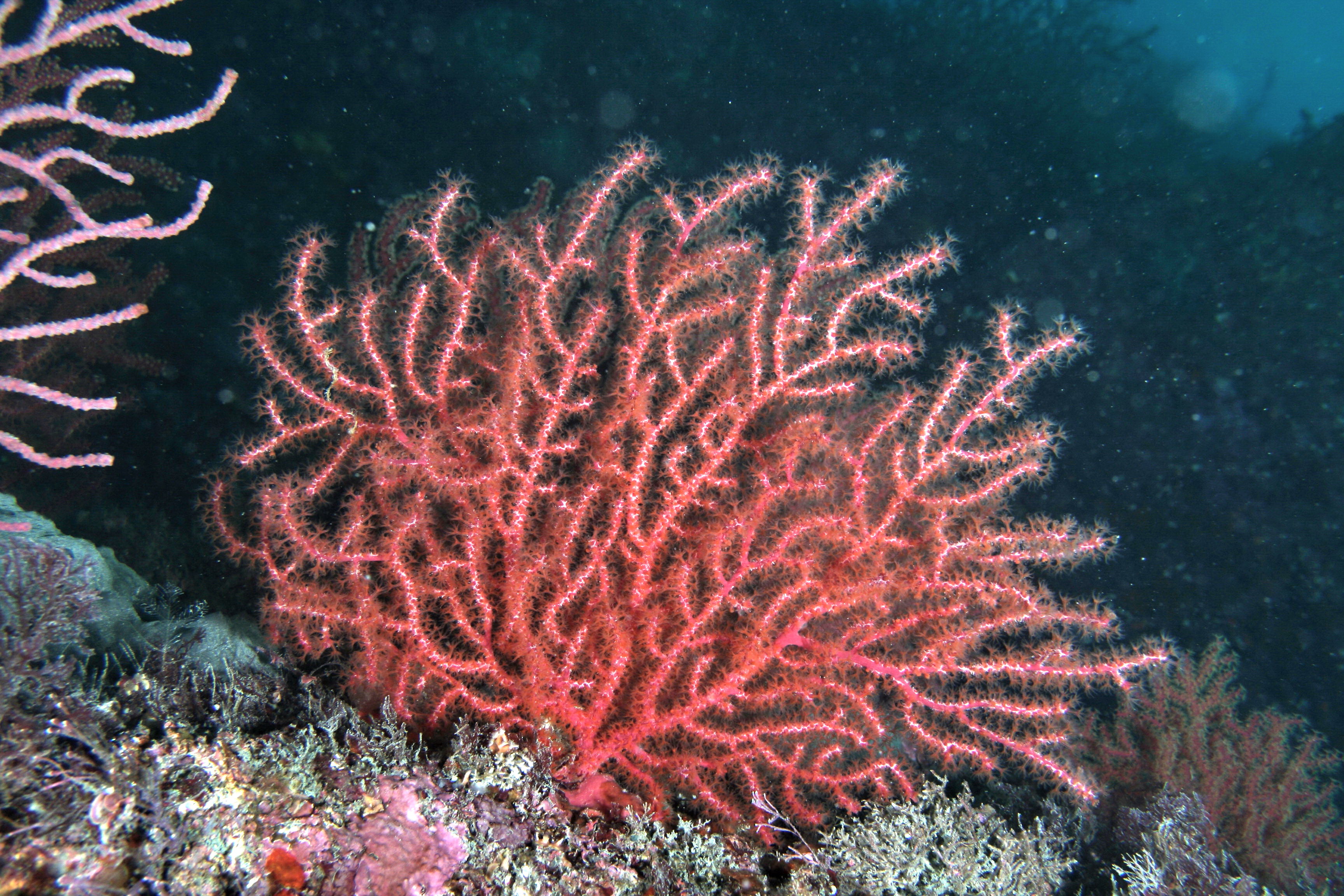 국립생물자원관 한반도의 생물다양성