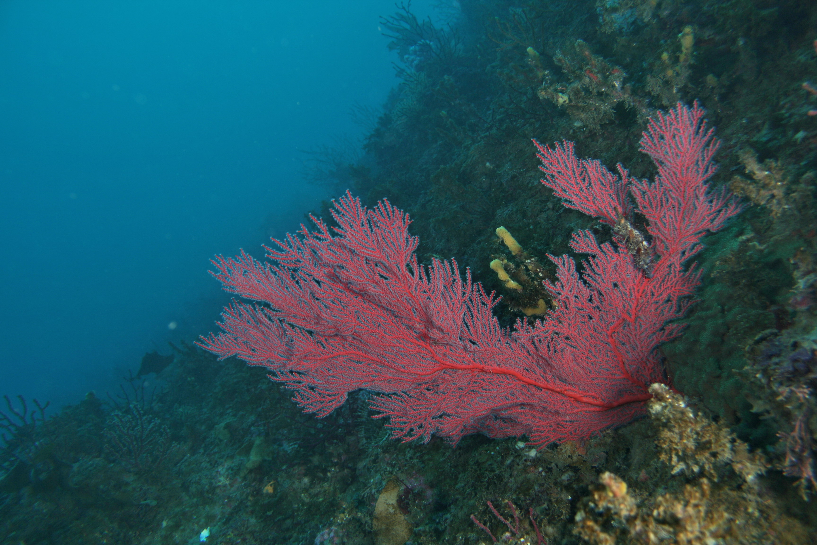 국립생물자원관 한반도의 생물다양성