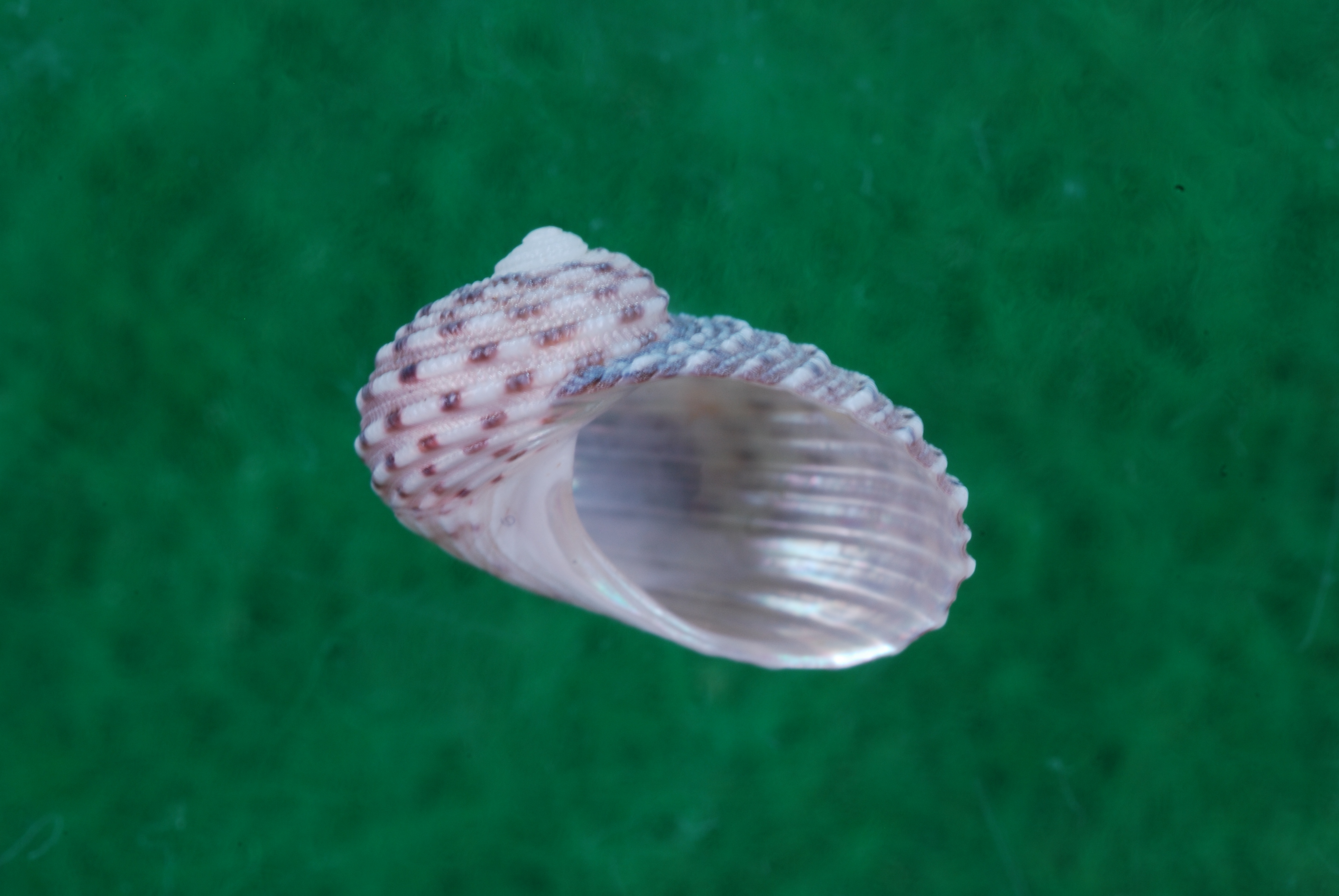 국립생물자원관 한반도의 생물다양성