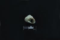 국립생물자원관 한반도의 생물다양성