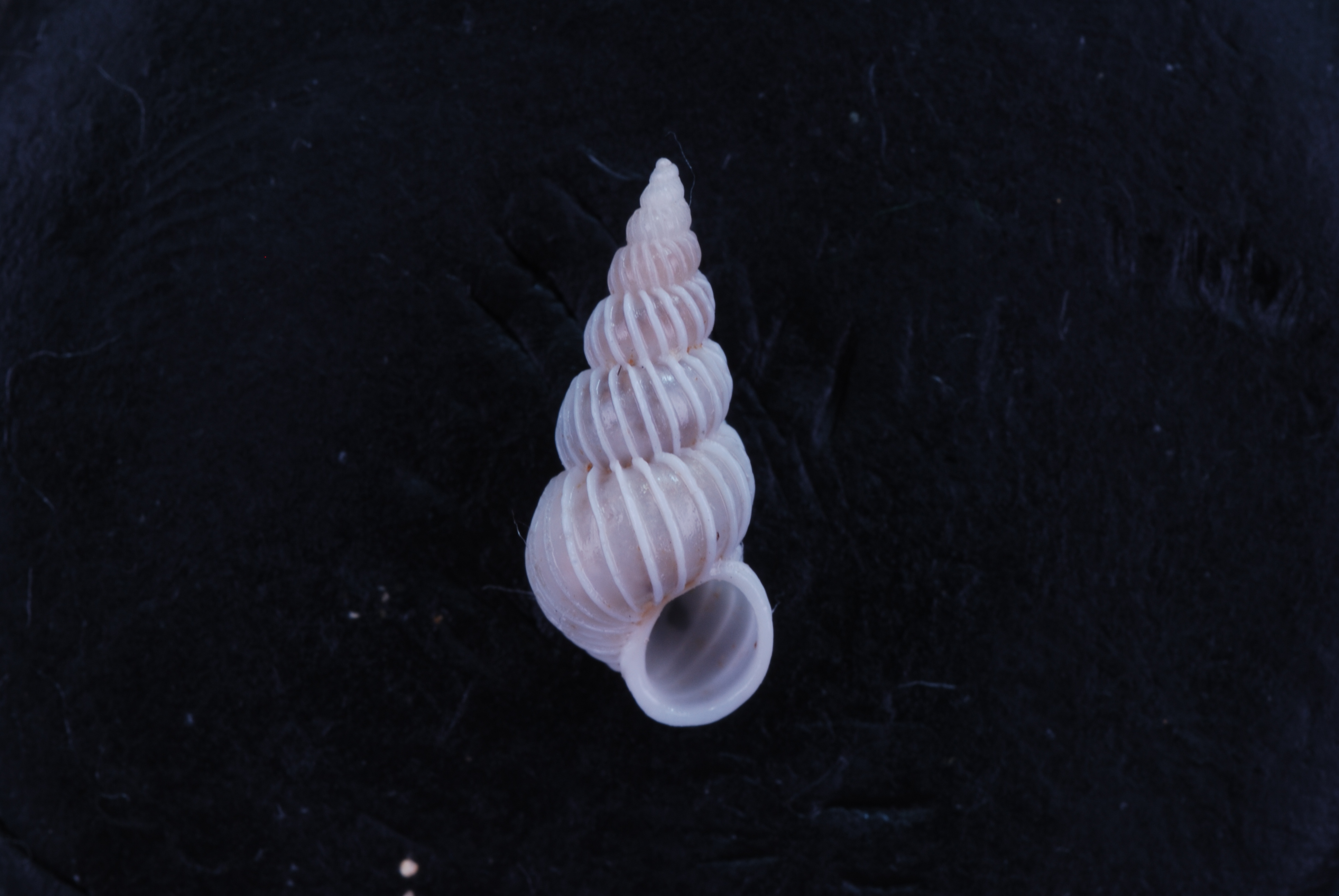 국립생물자원관 한반도의 생물다양성