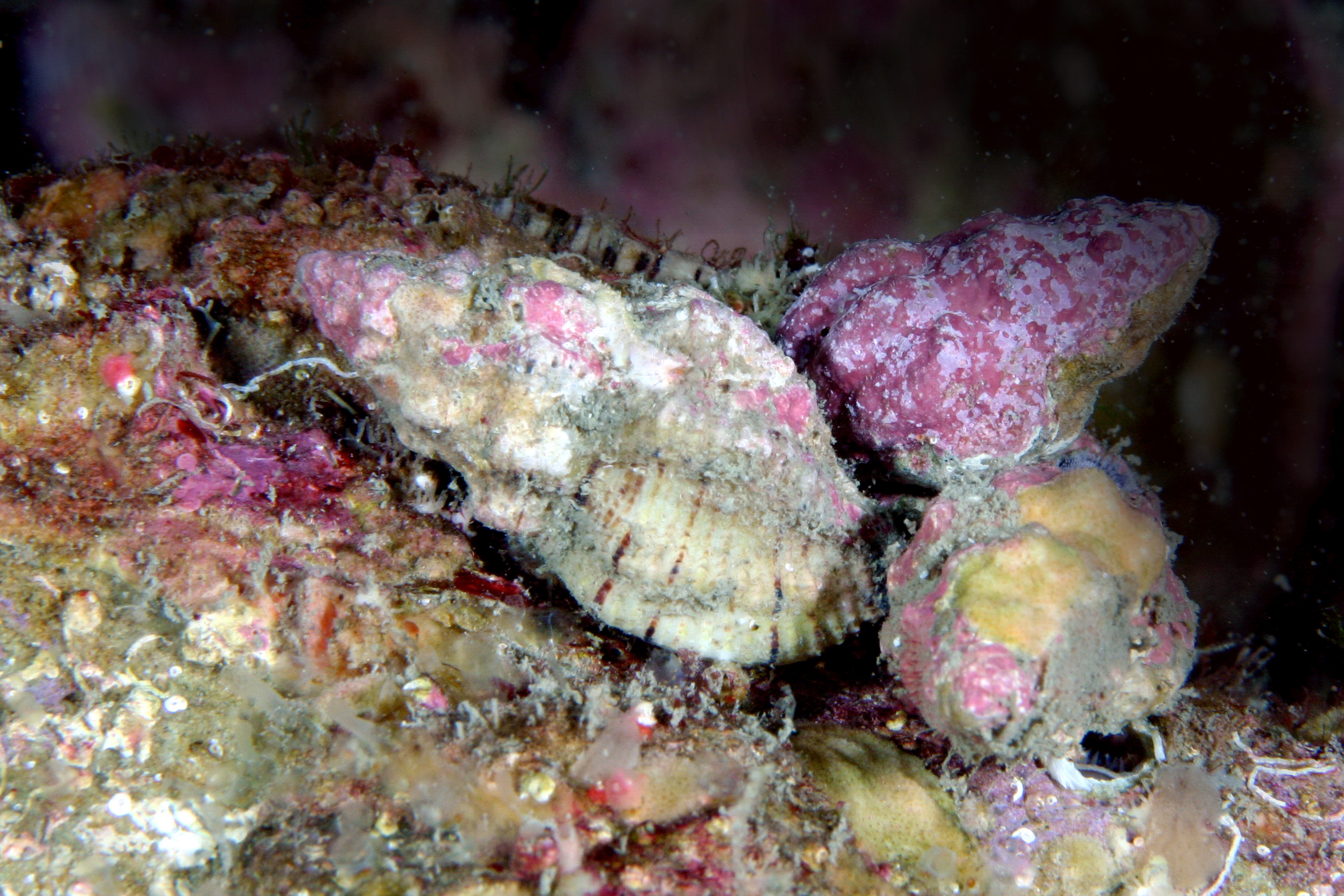 국립생물자원관 한반도의 생물다양성