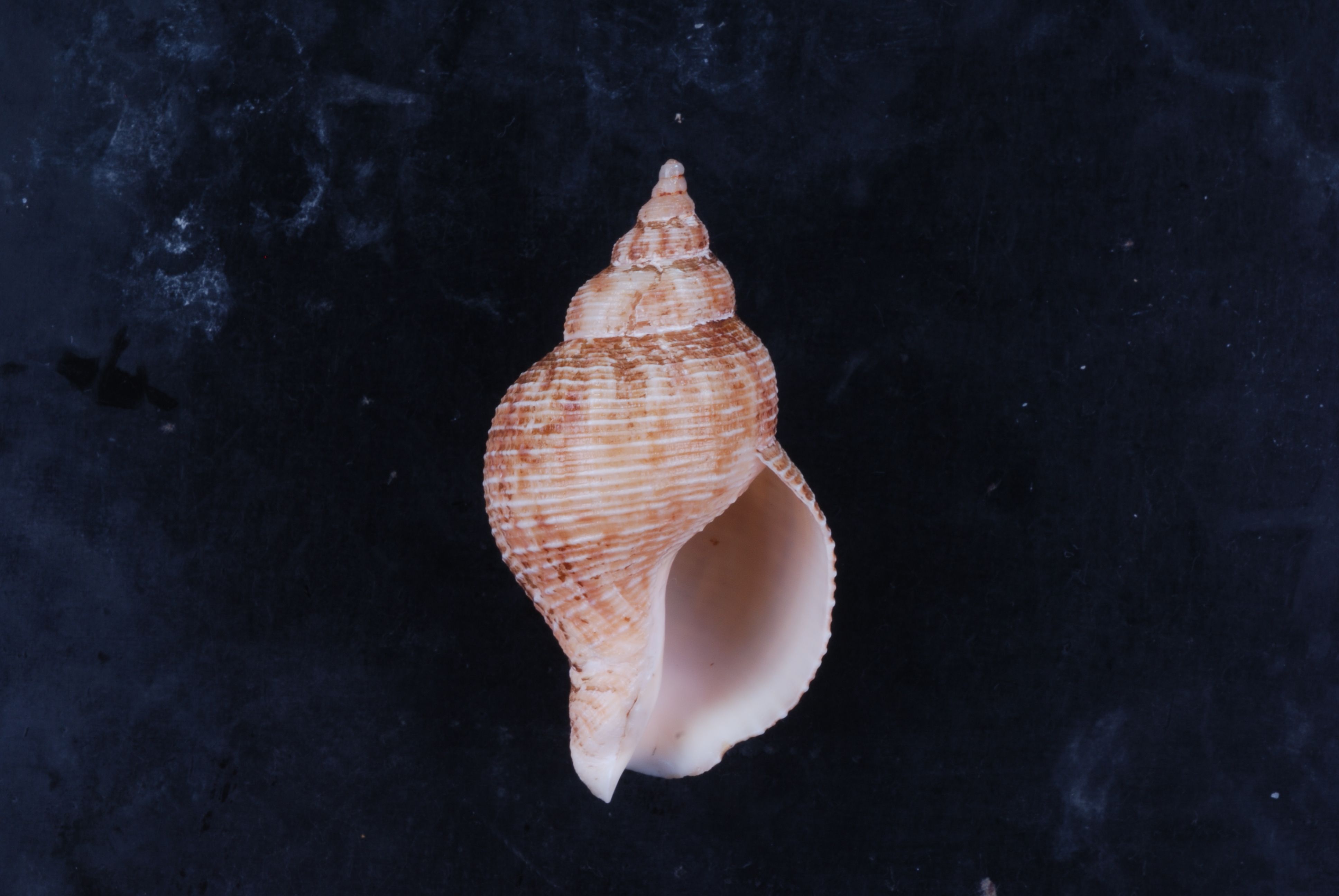 국립생물자원관 한반도의 생물다양성