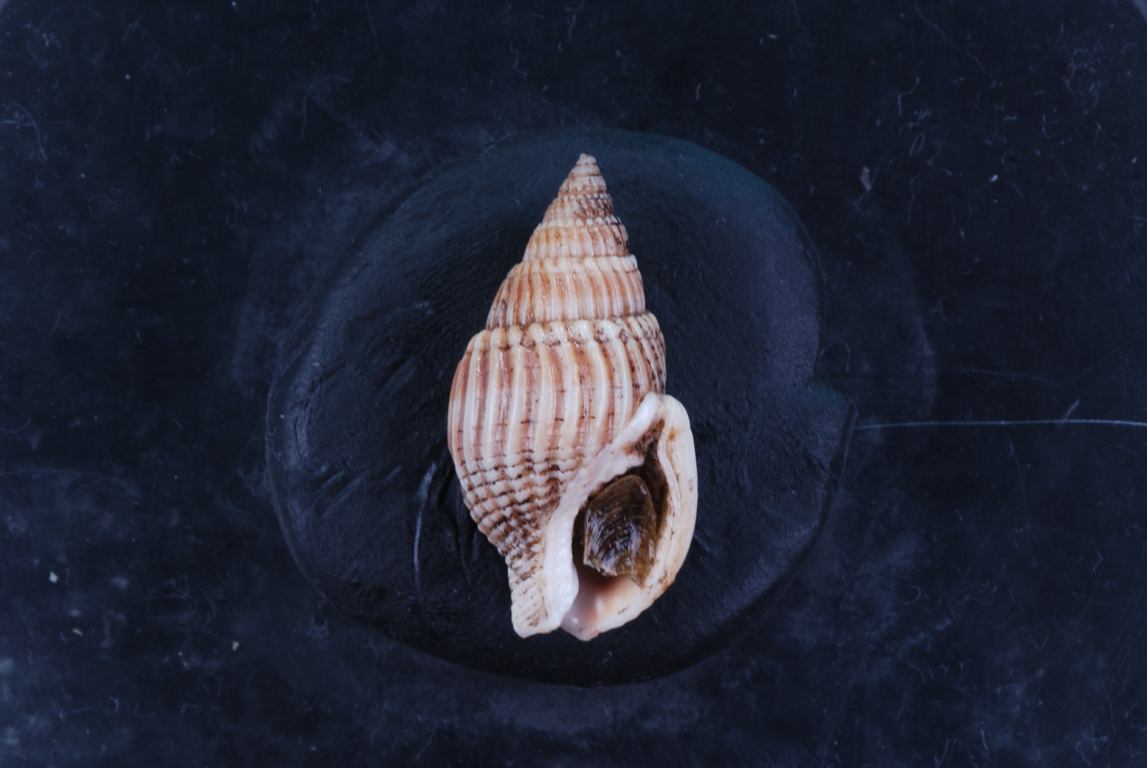 국립생물자원관 한반도의 생물다양성