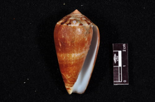 국립생물자원관 한반도의 생물다양성