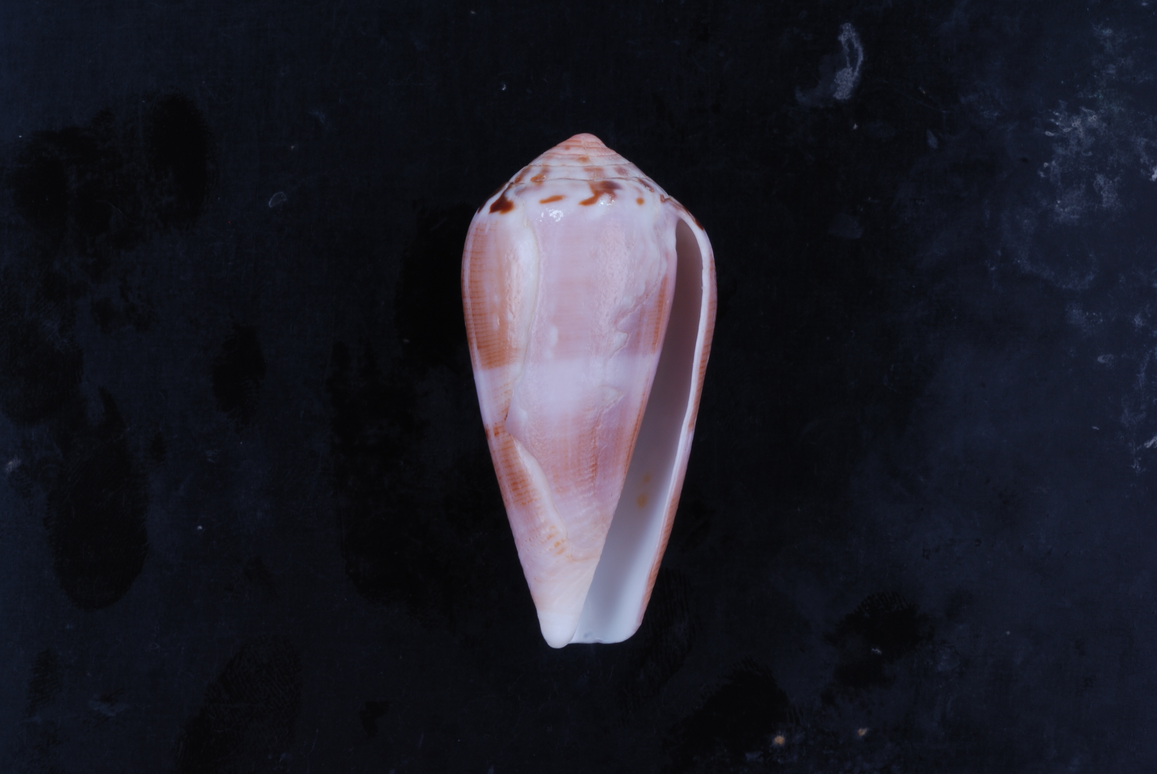 국립생물자원관 한반도의 생물다양성