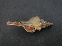 국립생물자원관 한반도의 생물다양성