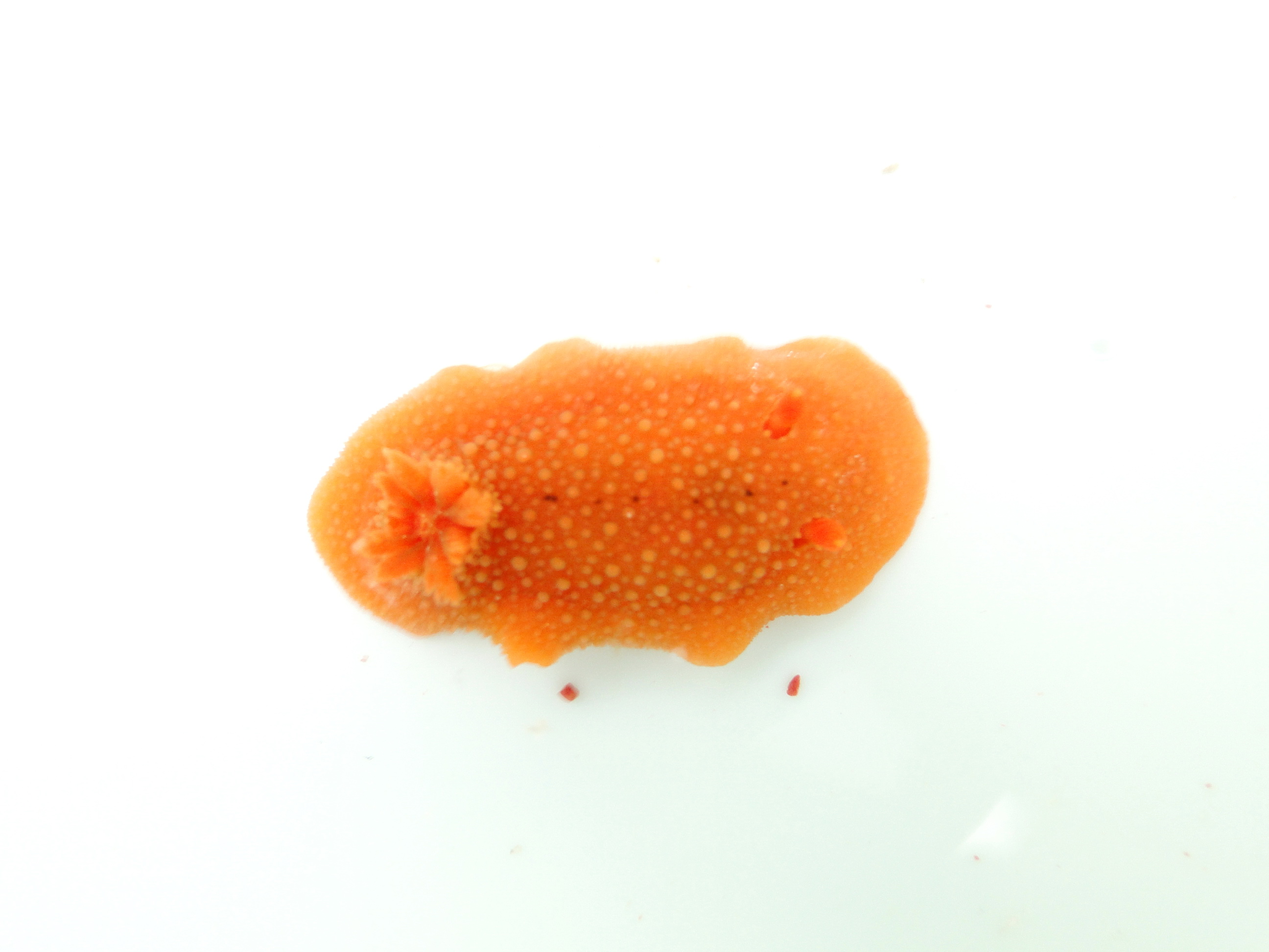 국립생물자원관 한반도의 생물다양성