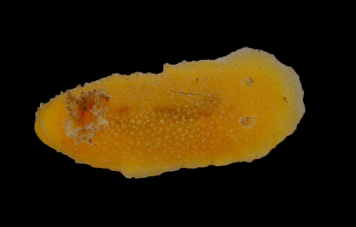 국립생물자원관 한반도의 생물다양성