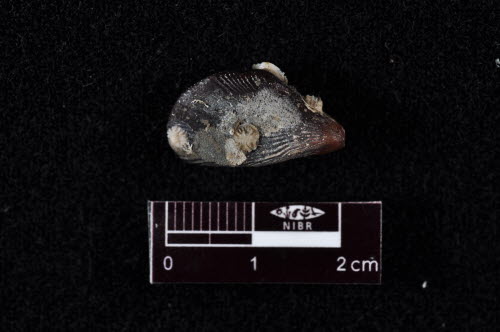 국립생물자원관 한반도의 생물다양성